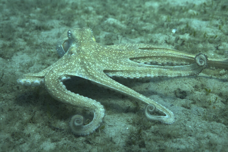 How to use 8 arms? Octopuses tend to explore with their front limbs ...